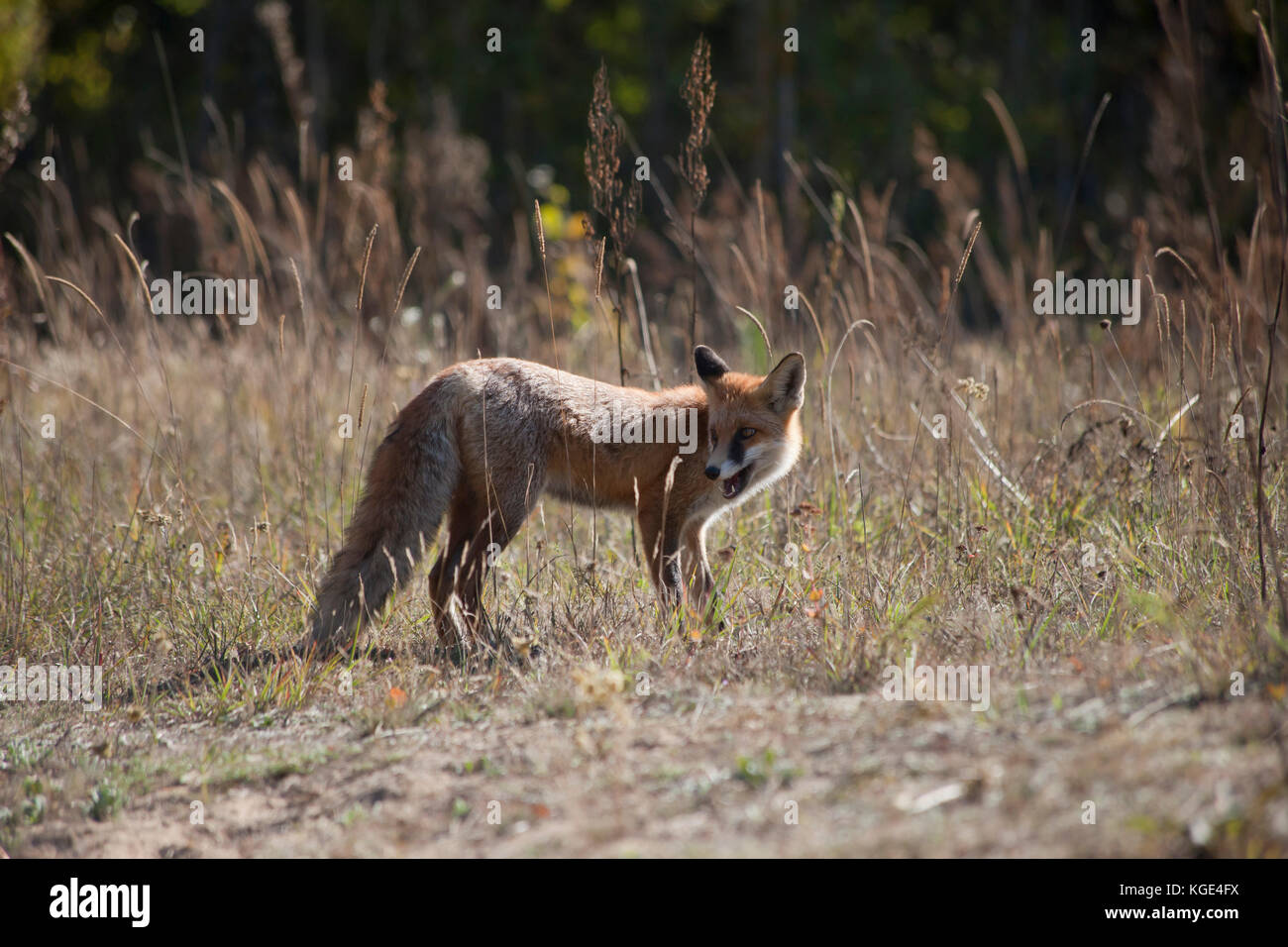 Animal liffe hi-res stock photography and images - Alamy
