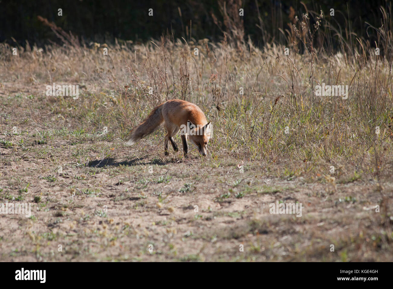 wild red fox on the meadow Stock Photo - Alamy