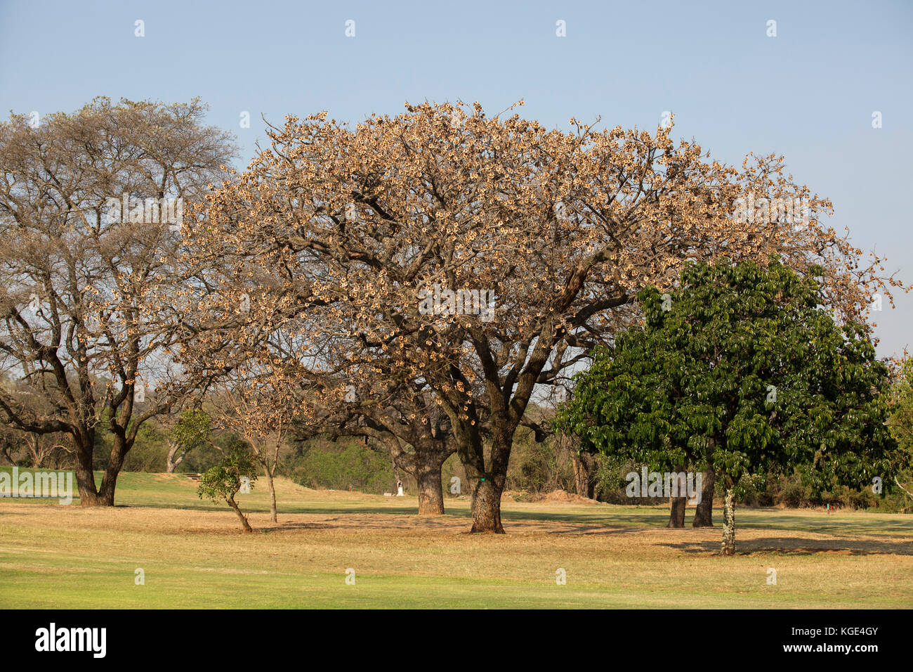 Kiaat tree (Pterocarpus angolensis) tree with many seeds Stock Photo ...