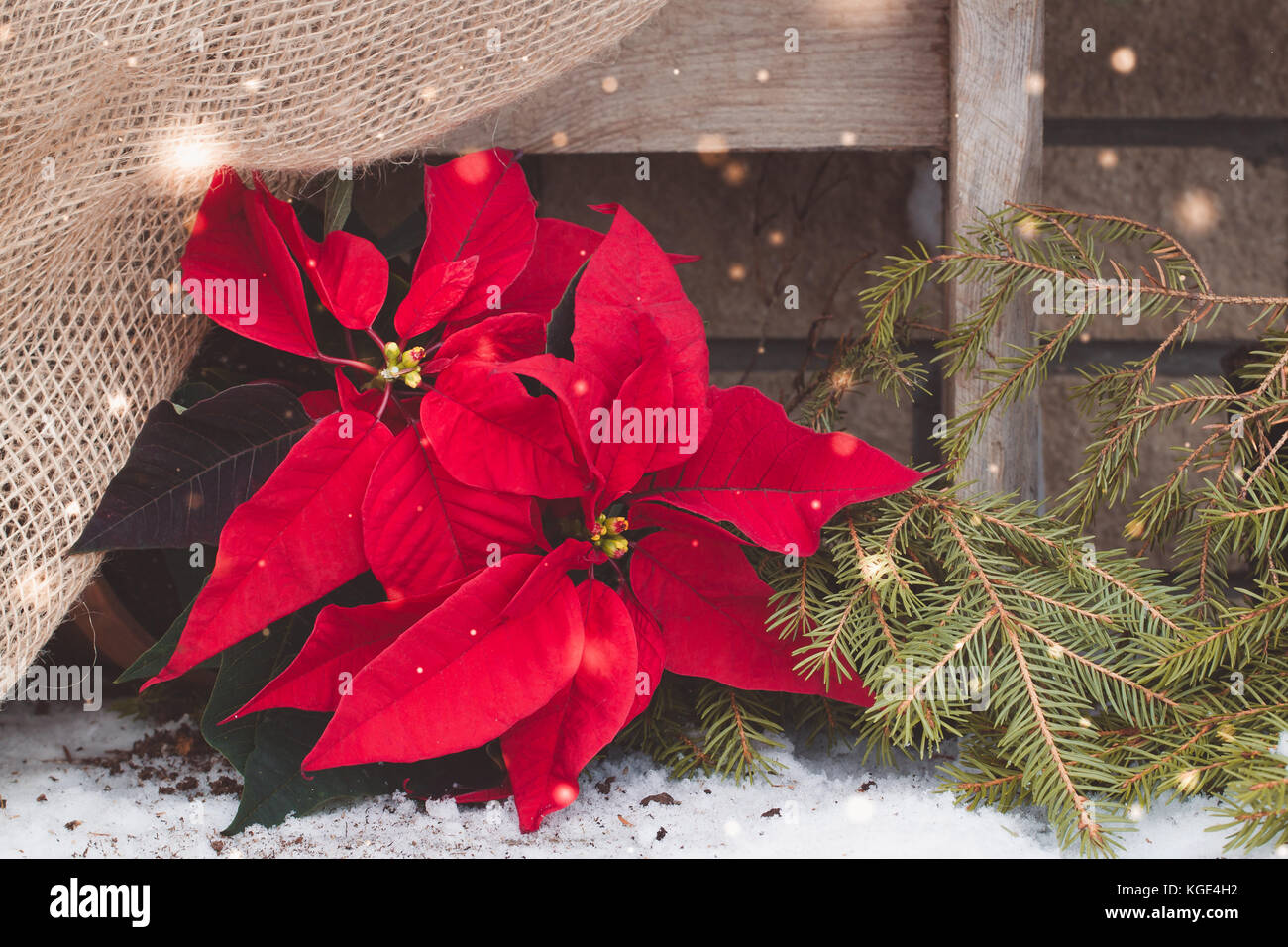 Christmas poinsettia in pot on the brick wall background. With copy ...
