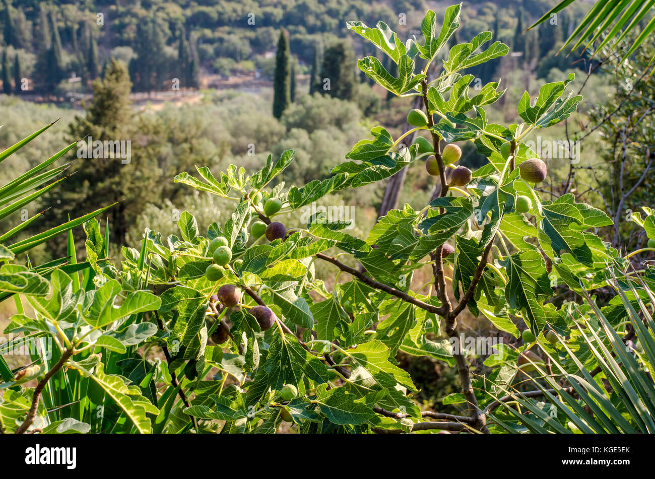 Figs growing in Corfu in the summer Stock Photo - Alamy