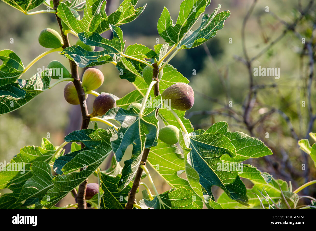 Figs growing in Corfu in the summer Stock Photo - Alamy