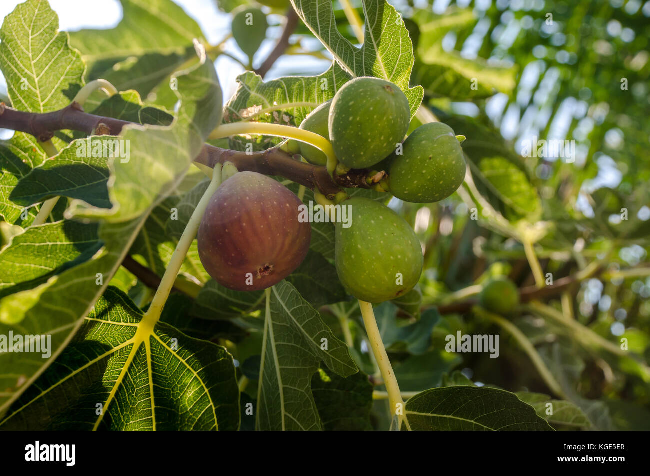 Figs growing in Corfu in the summer Stock Photo - Alamy