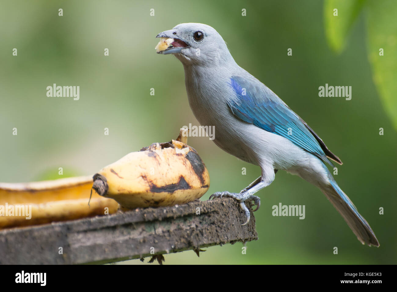 Banana bird hi-res stock photography and images - Alamy