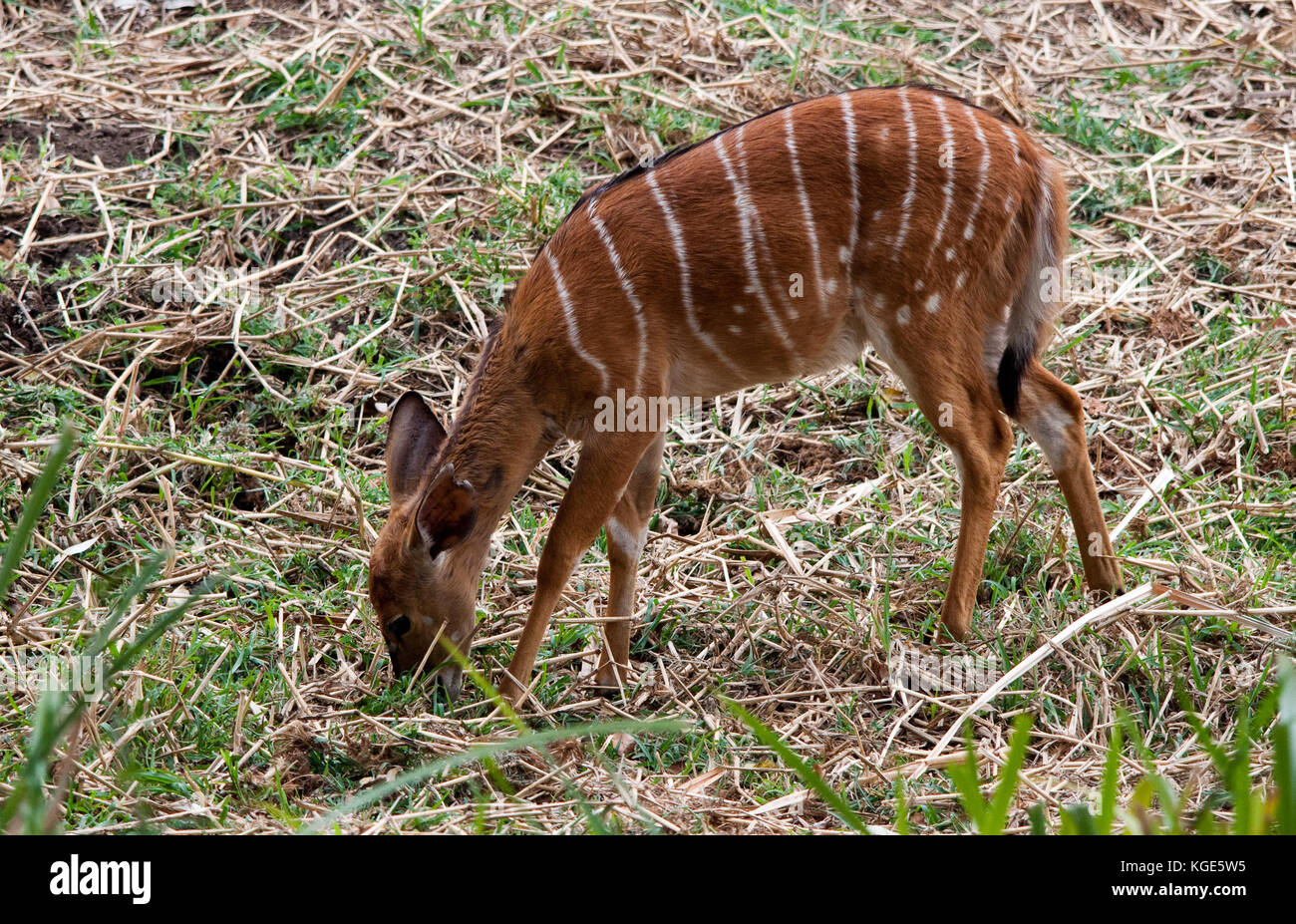 Baby Kudu