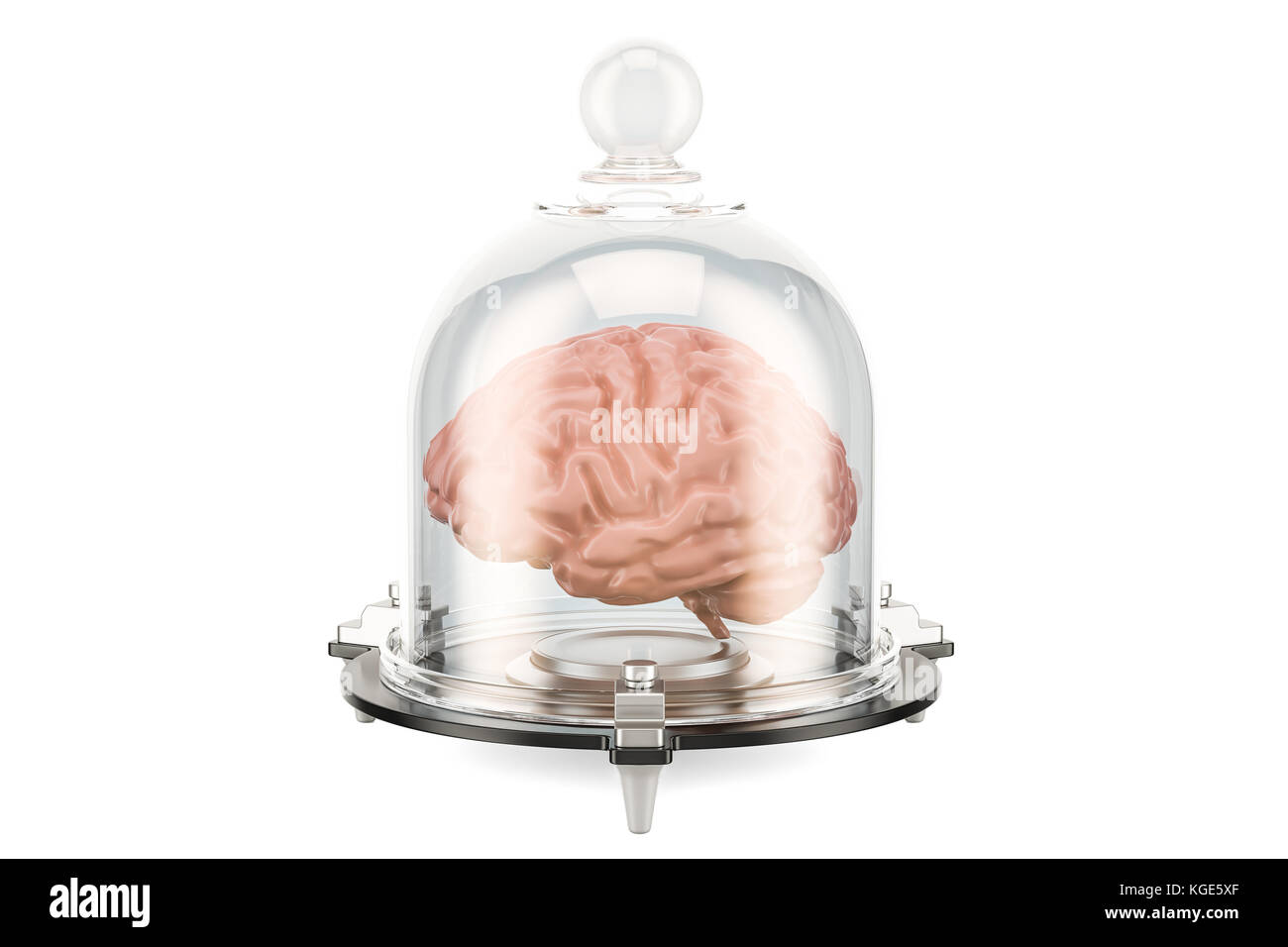 Human brain covered by glass bell, 3D rendering Stock Photo - Alamy