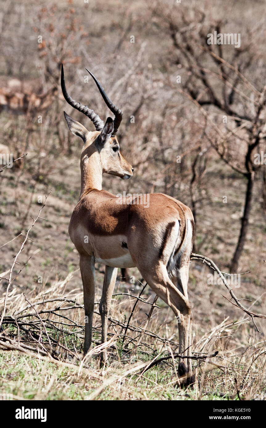 Close up of a male Impala (Aepyceros melampus) in South Africa Stock ...