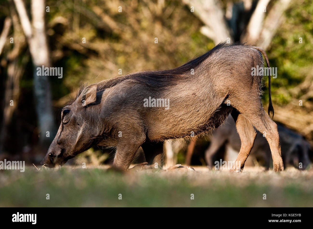 Common Warthog (Phacochoerus africanus) kneeling. This image was taken ...