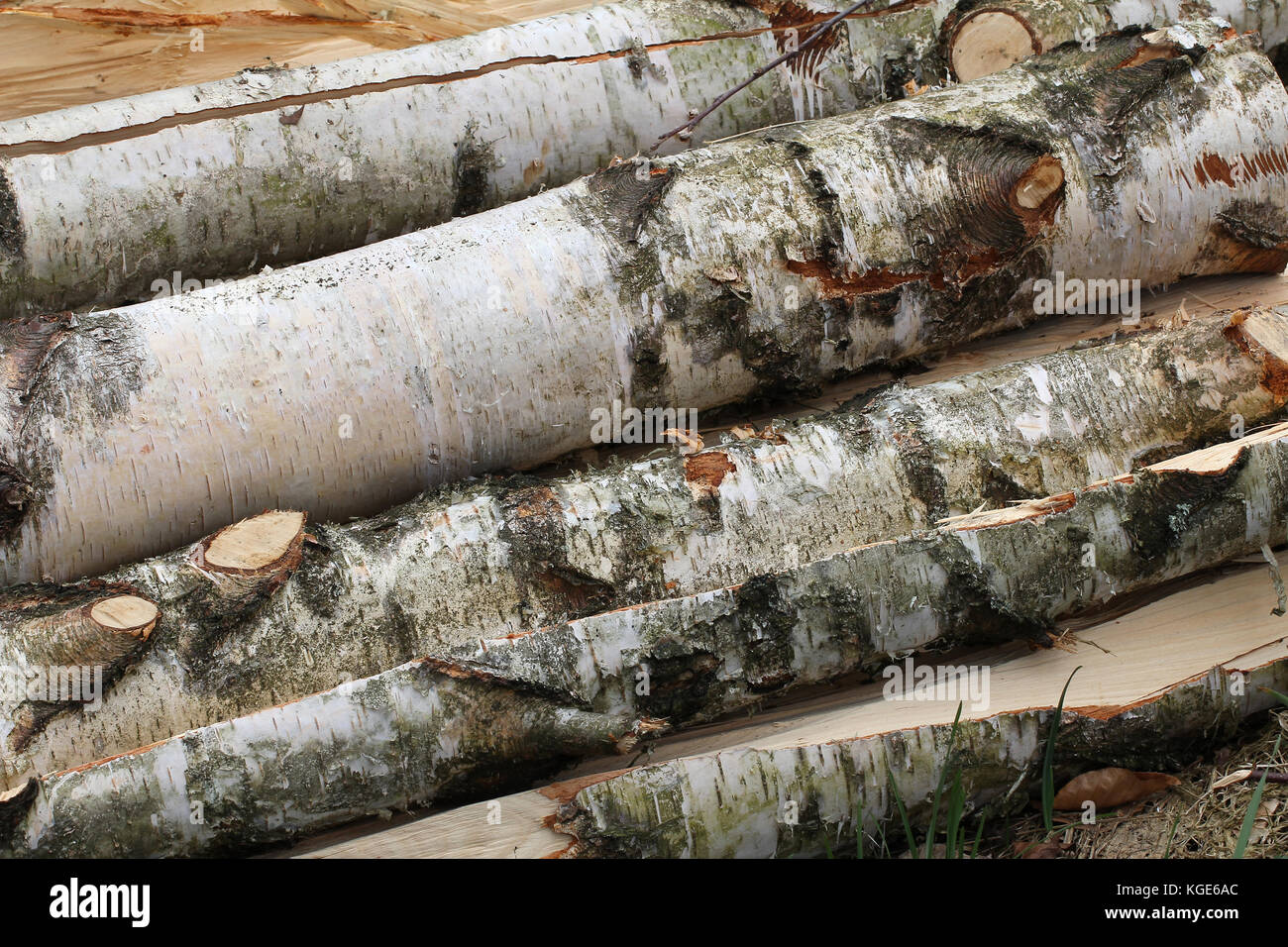 Stack of wood / Felled trees stacked in the woodpile in the forest ...