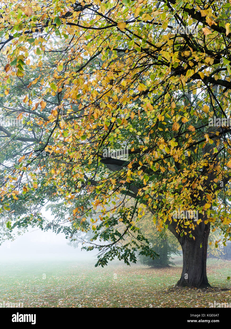 Misty Day, Christchurch Meadows, Caversham, Reading, Berkshire, England ...