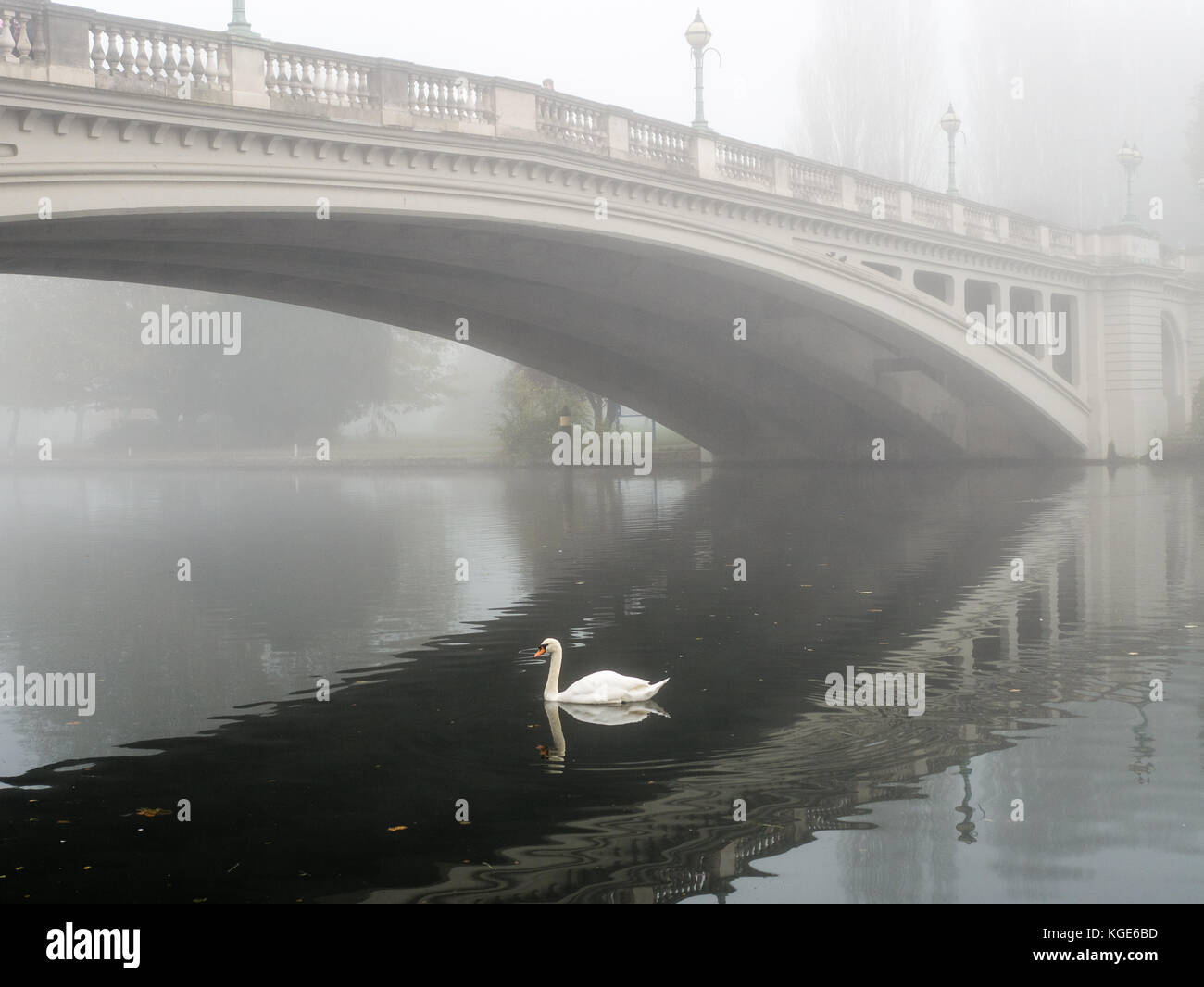 Swan, Reading Bridge, Reading, Berkshire, England, UK, GB Stock Photo ...