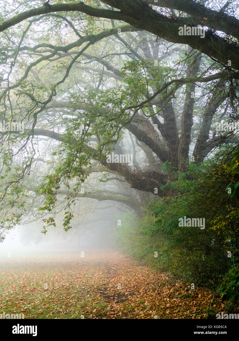 Misty Day, Kings Meadow, Reading, Berkshire, England Stock Photo - Alamy