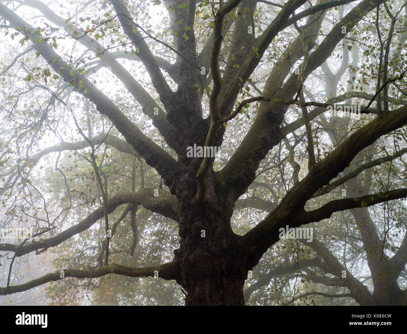 Misty Day, Kings Meadow, Reading, Berkshire, England Stock Photo - Alamy