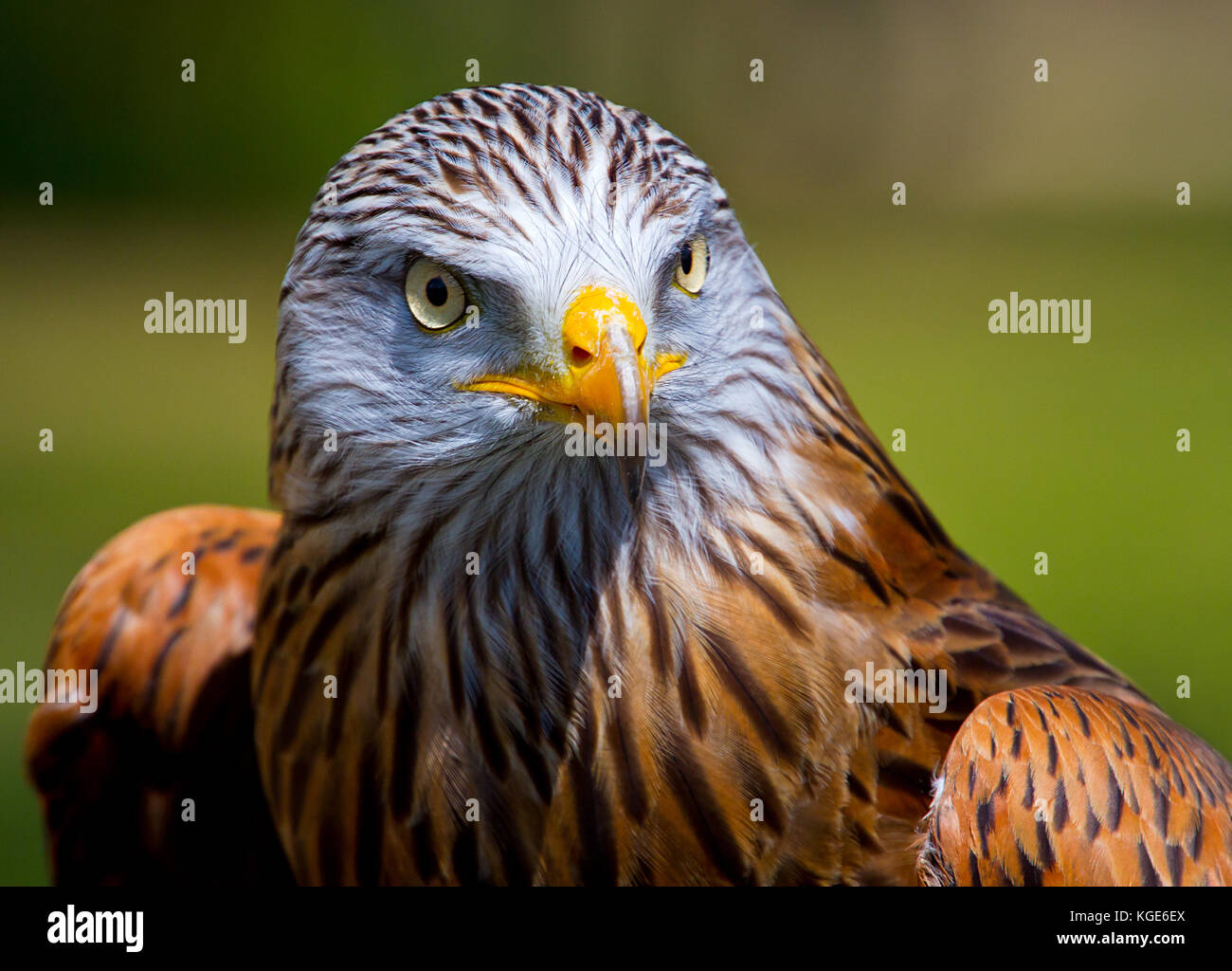 Red Kite Feathers Close Up High Resolution Stock Photography and Images ...