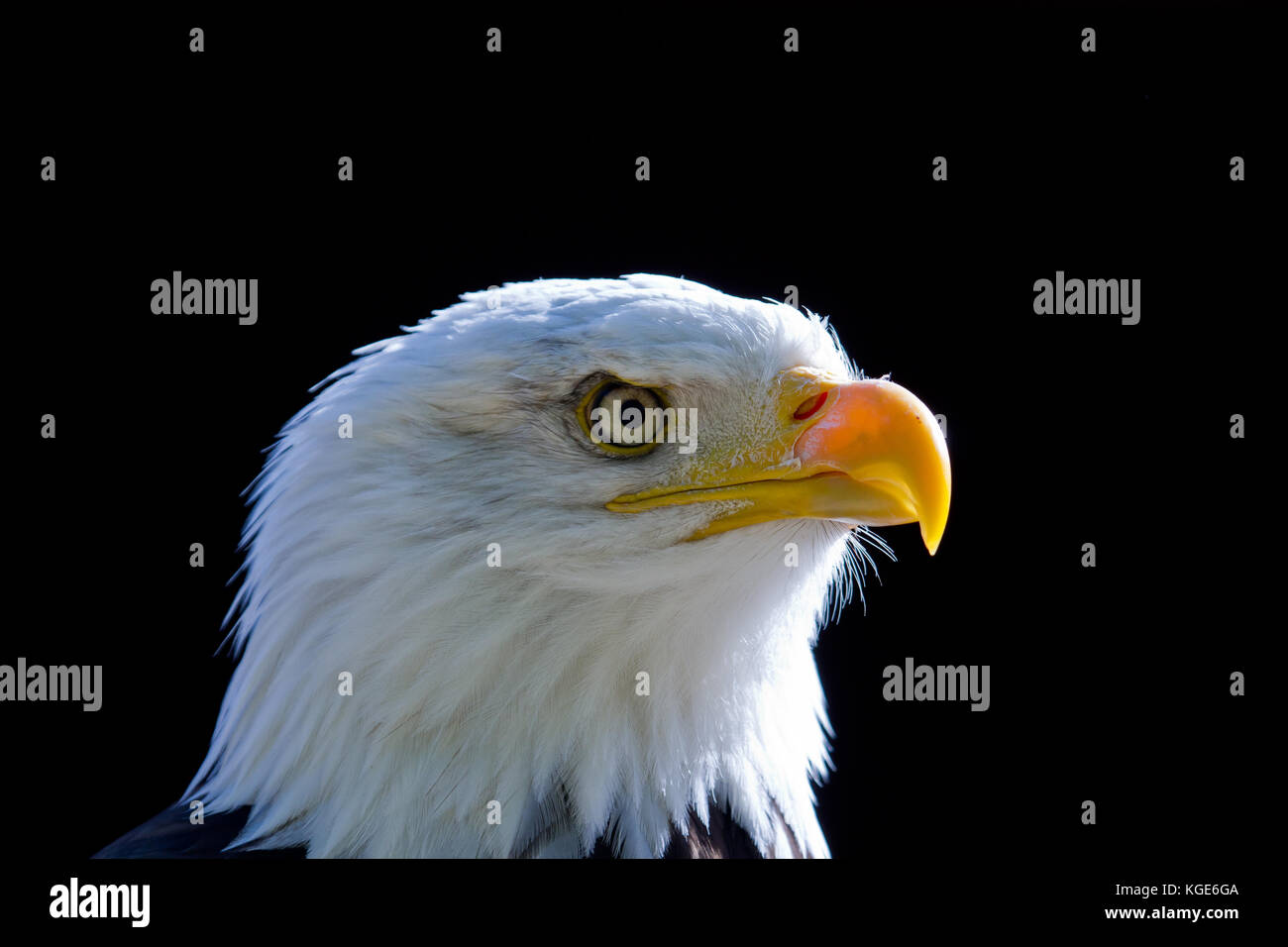 Bald eagle bird fly flight raptor hunter symbol endangered hi-res stock ...