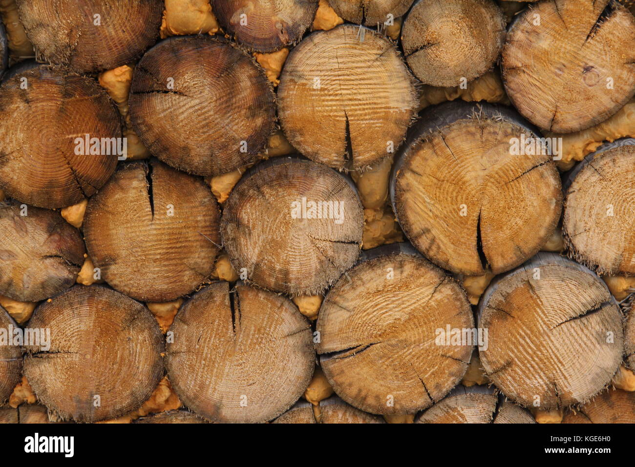 Stack of wood / Felled trees stacked in the woodpile in the forest ...