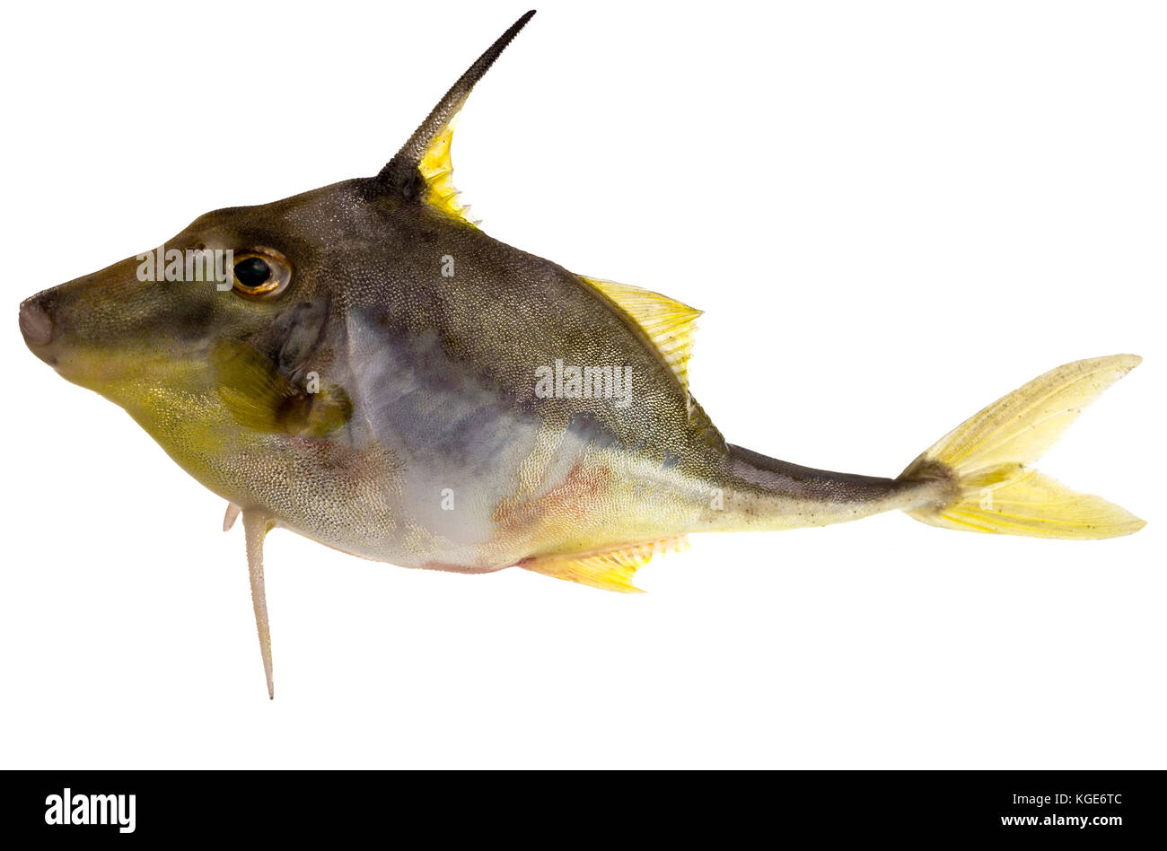 Yellowfin tripodfish, Tripodichthys angustifrons, is a fish with two ...