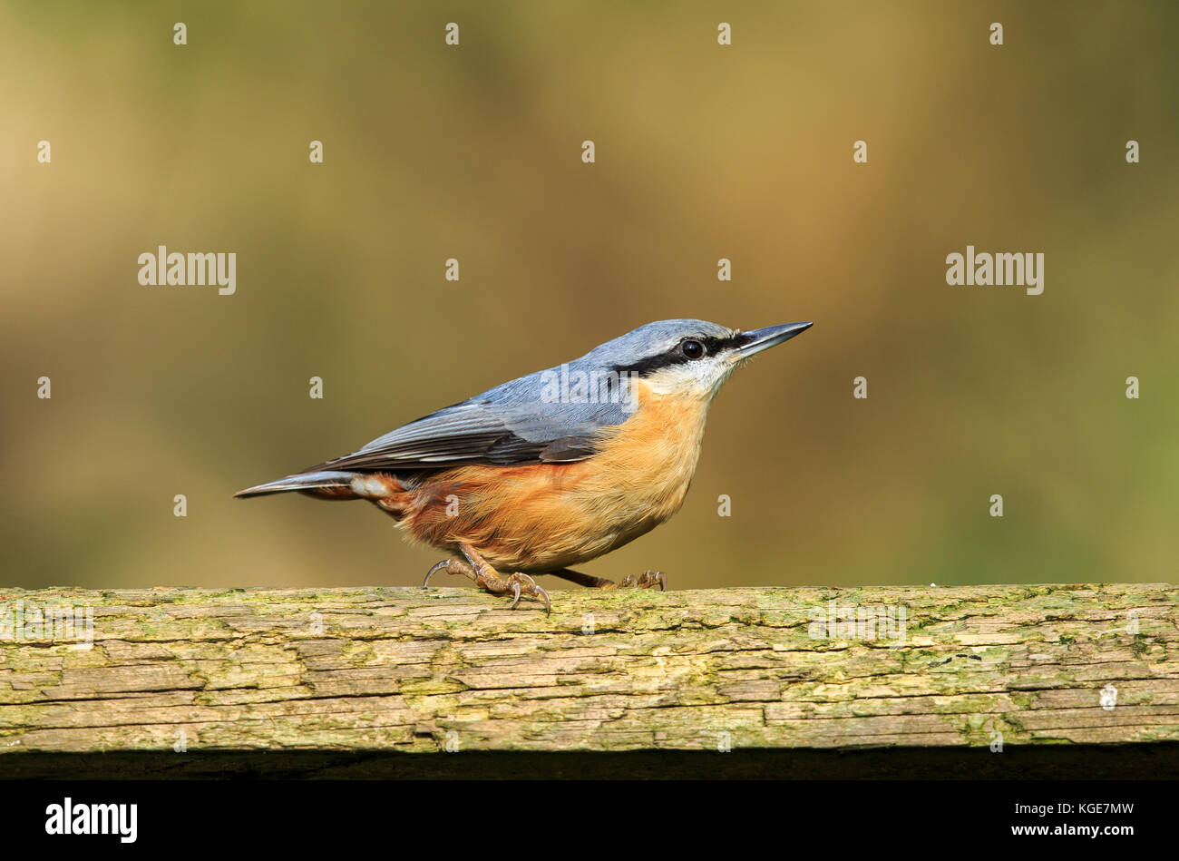 An Eurasian Nuthatch Stock Photo - Alamy