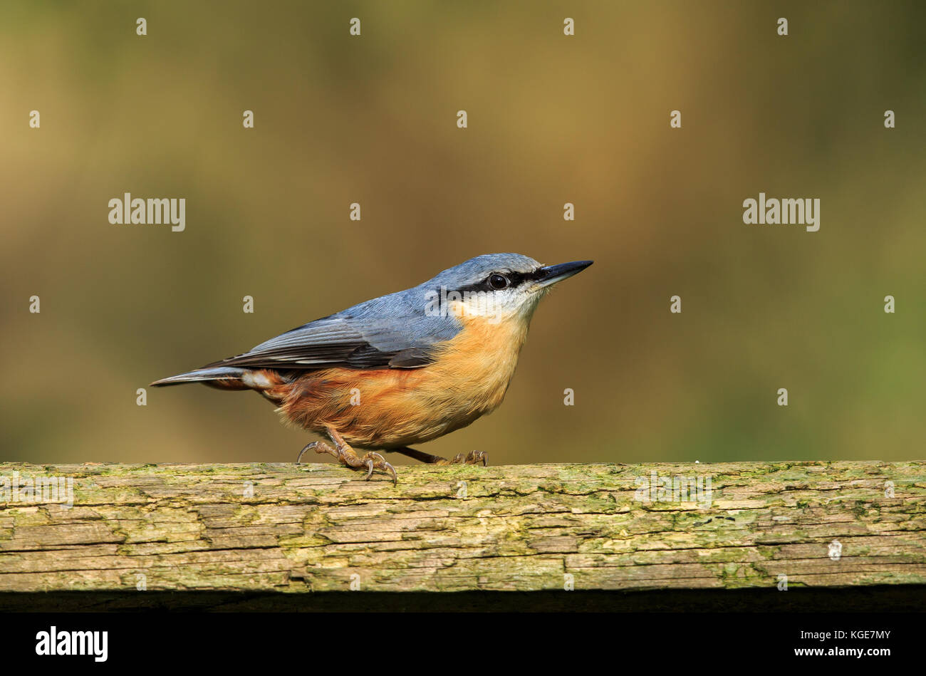 Eurasian nuthatch england hi-res stock photography and images - Alamy