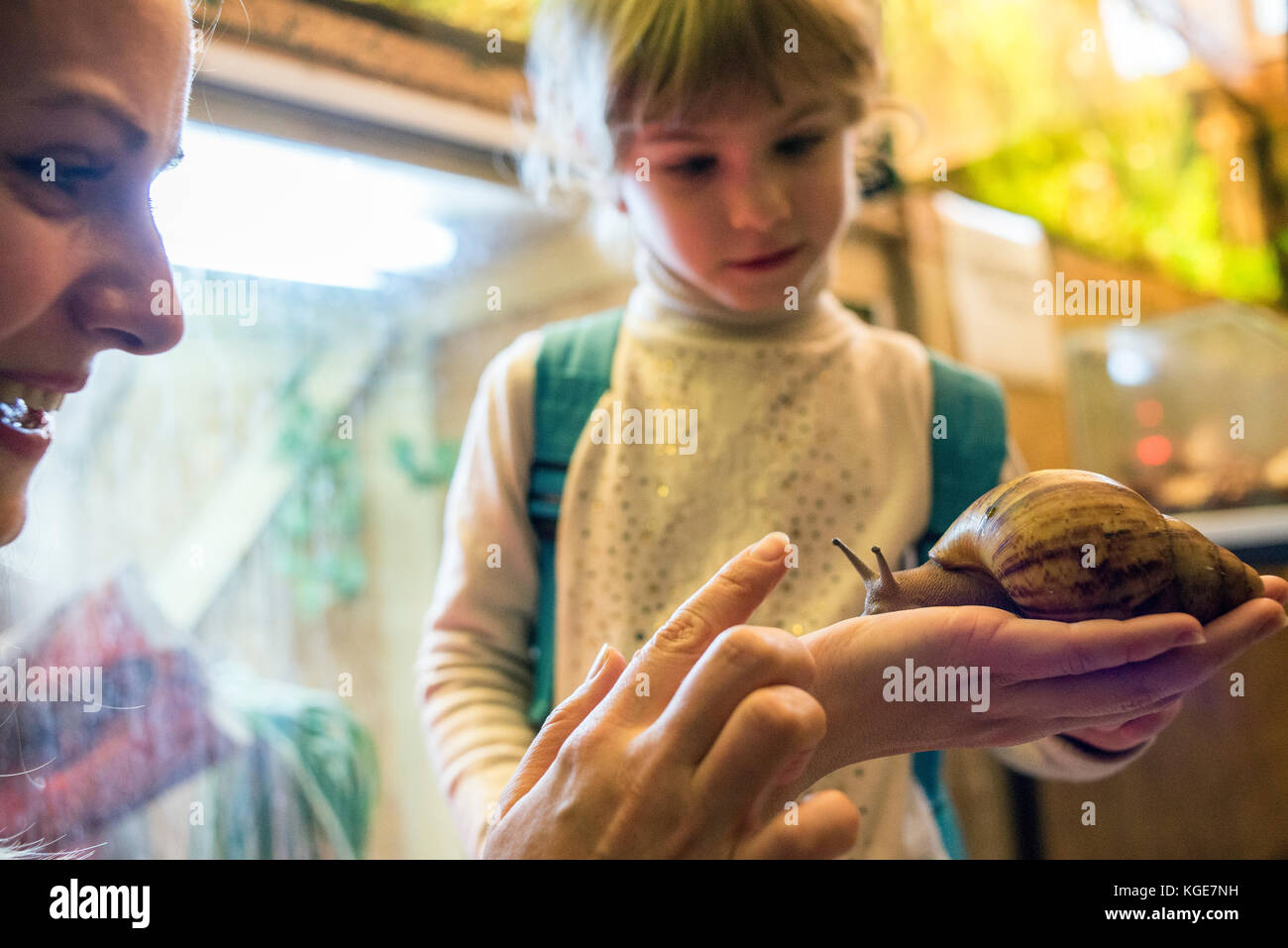 A member of staff with snails during the Exhibition of Giant African ...