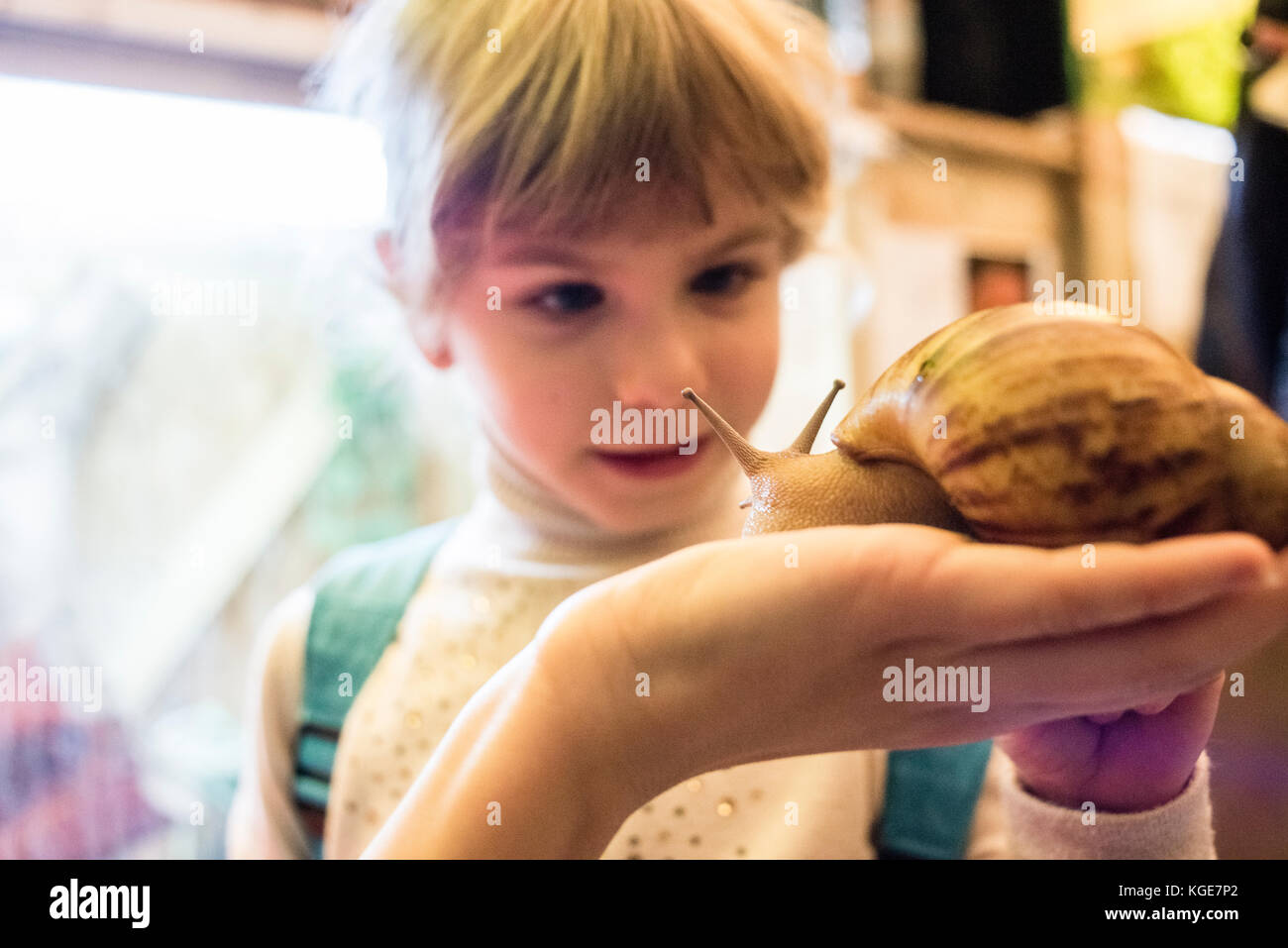 Giant african land snail hand hi-res stock photography and images - Alamy