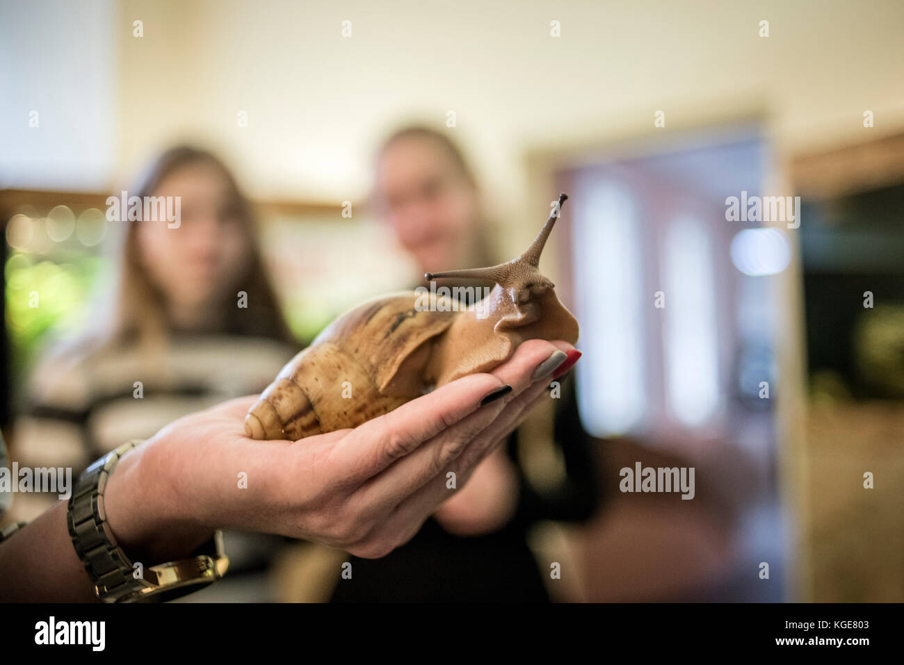 A member of staff with snails during the Exhibition of Giant African ...