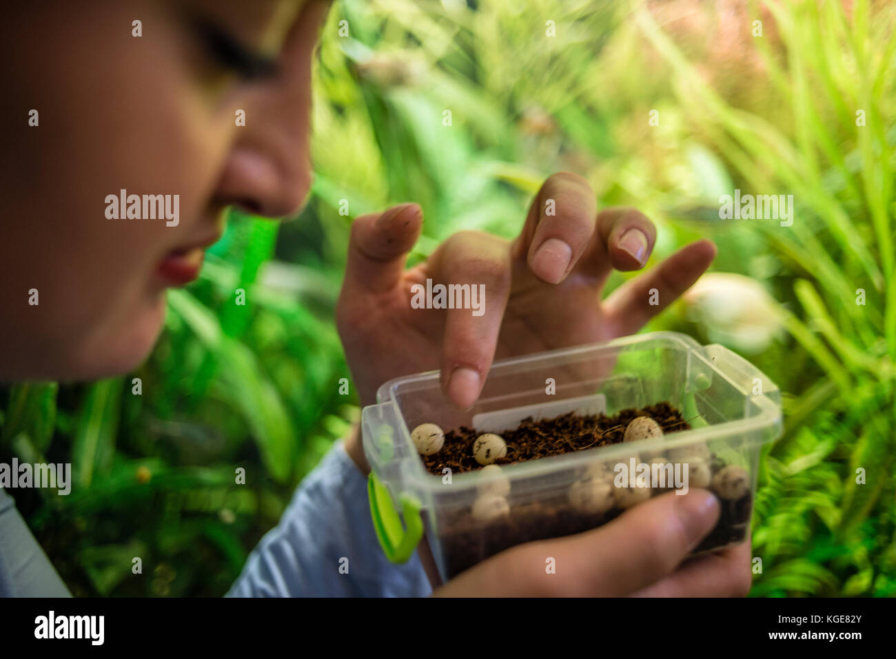 A member of staff checks snail eggs during the Exhibition of Giant ...