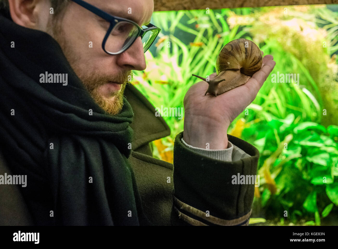 A visitor with a snail during the Exhibition of Giant African Snails on ...