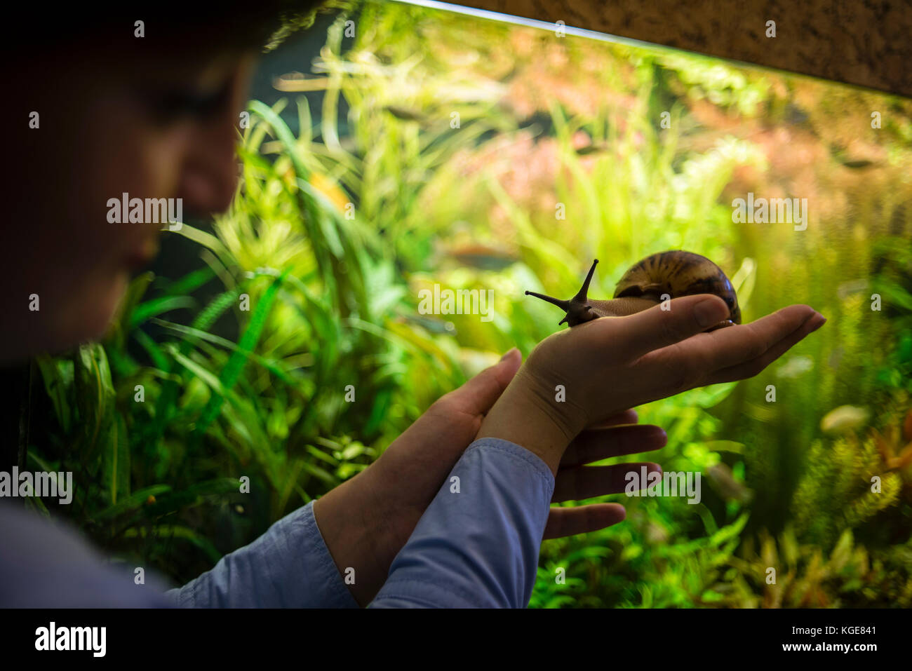 A member of staff with snails during the Exhibition of Giant African ...