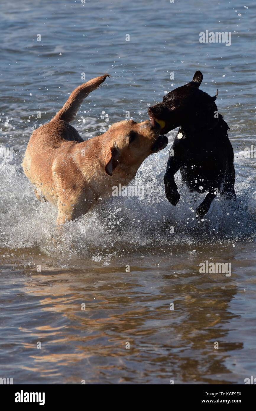 a golden Labrador and a black Labrador playing with each other in the ...