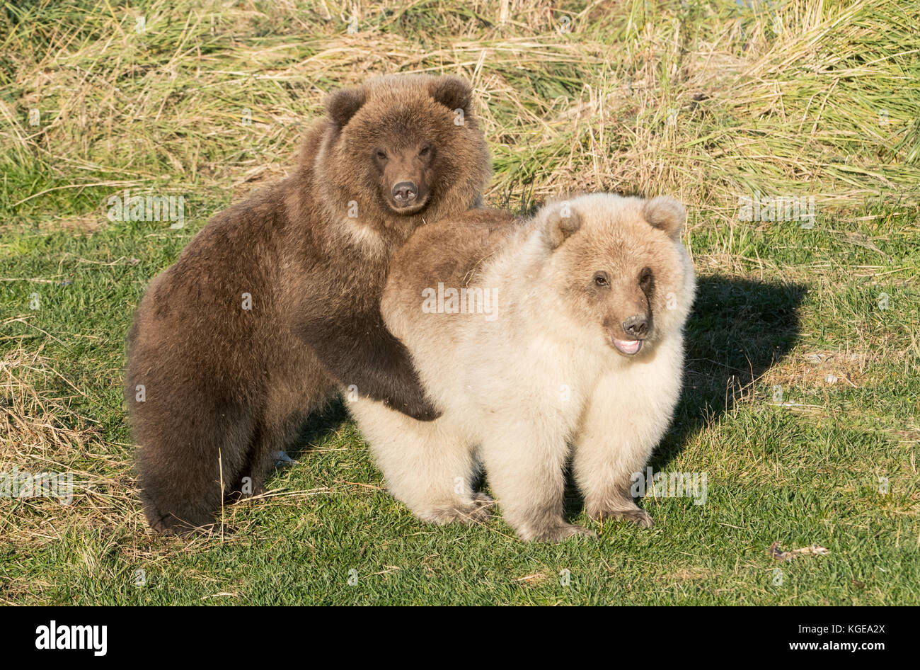 Brown bear cubs, autumn, playing, Brooks River, Katmai National Park ...