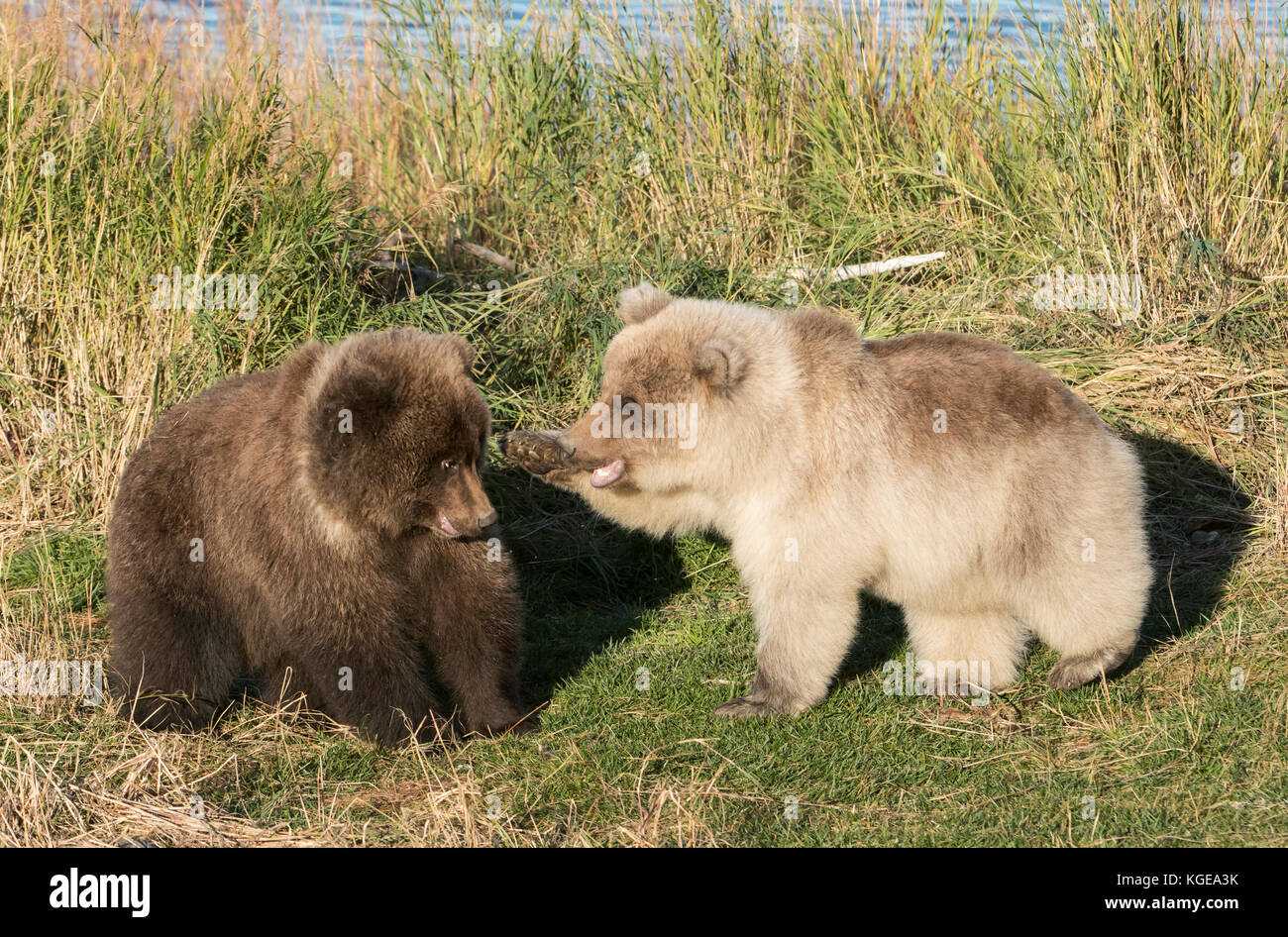 Brown bear cubs, autumn, playing, Brooks River, Katmai National Park ...
