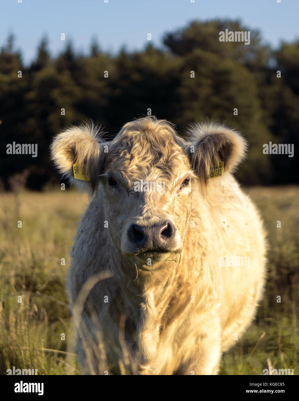 Bulle stier hi-res stock photography and images - Alamy