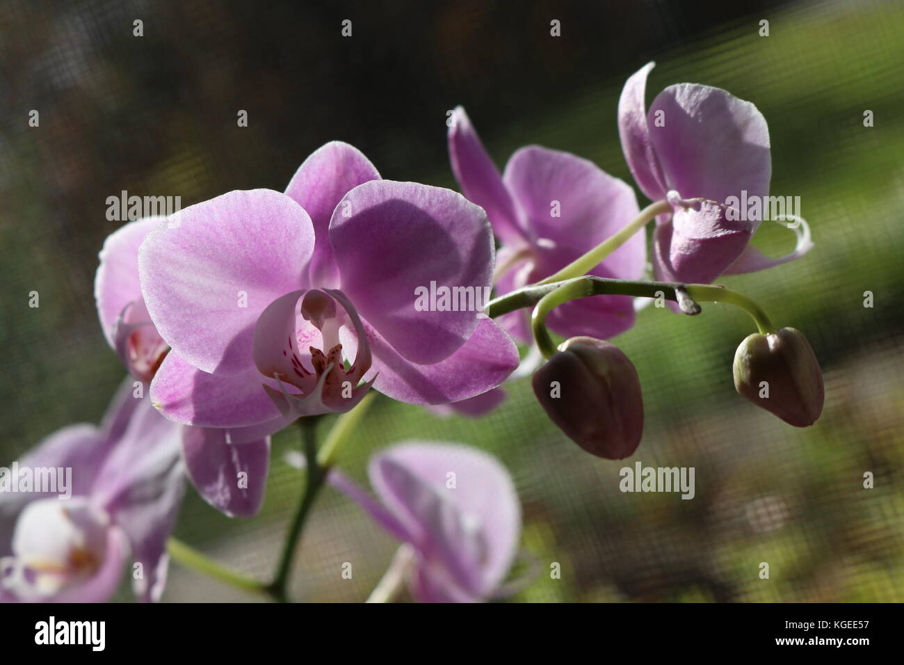 Close-up Orchid Blooms Stock Photo - Alamy
