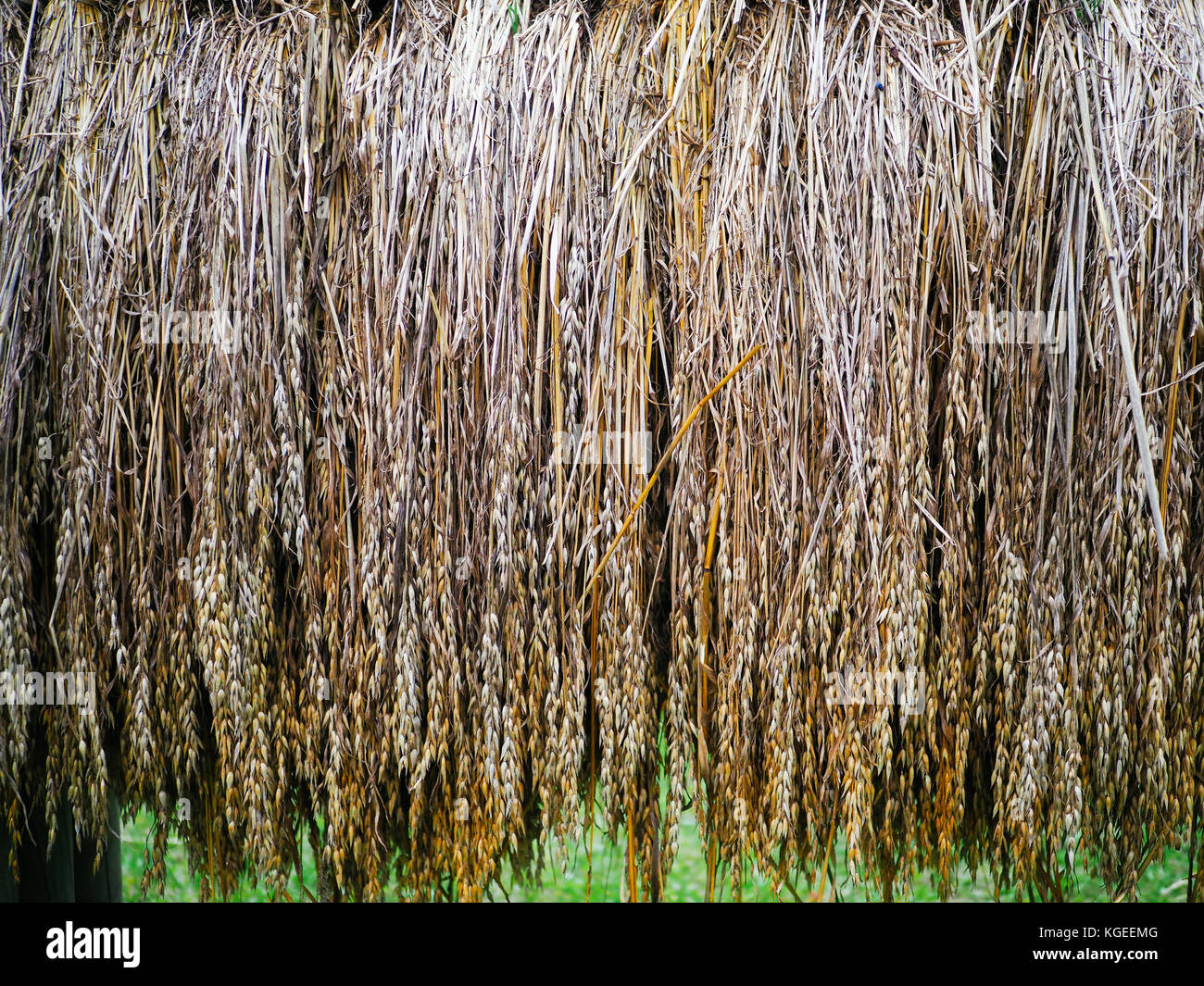 Dried foodstuff plant hi-res stock photography and images - Alamy