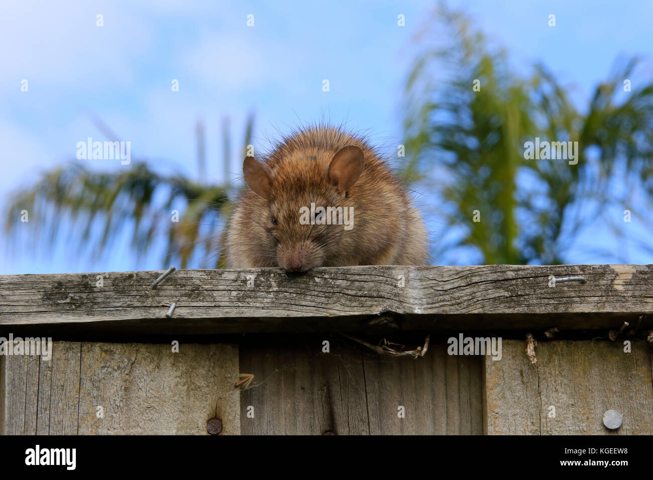 Bush rat hi-res stock photography and images - Alamy