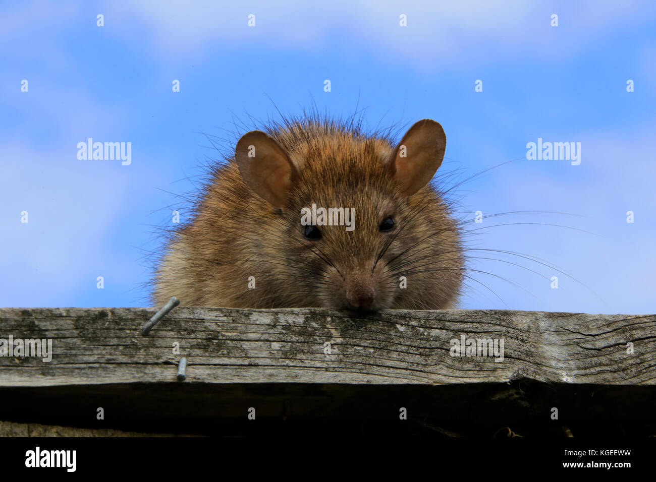 Bush Rat Stock Photos & Bush Rat Stock Images - Alamy