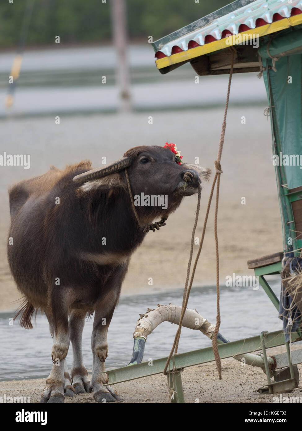 Water buffalo, Yufu Island, Okinawa Prefecture, Japan Stock Photo - Alamy