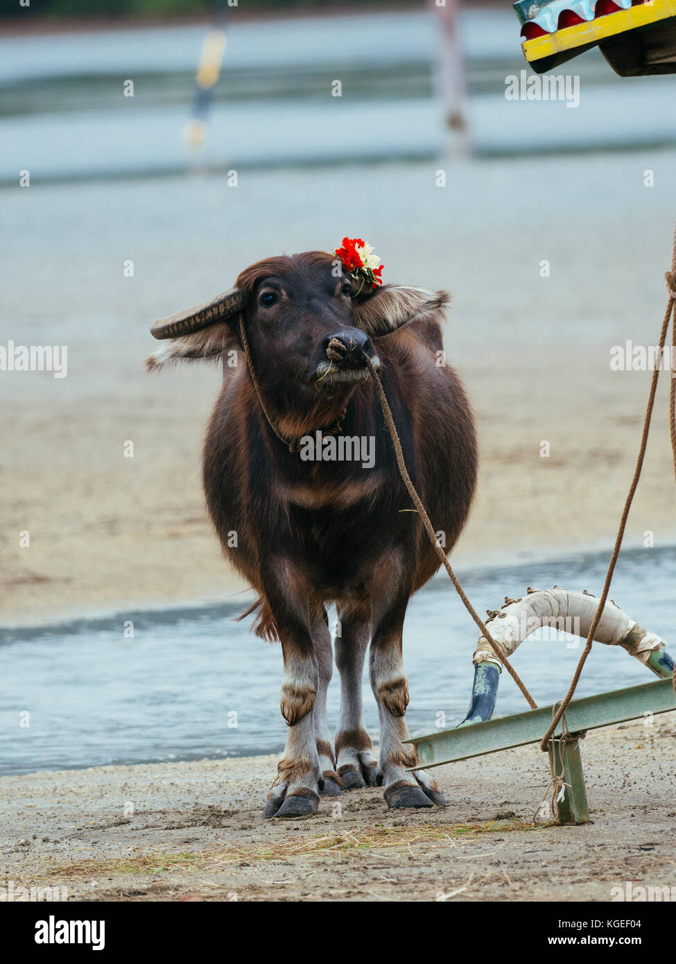 Water buffalo, Yufu Island, Okinawa Prefecture, Japan Stock Photo - Alamy