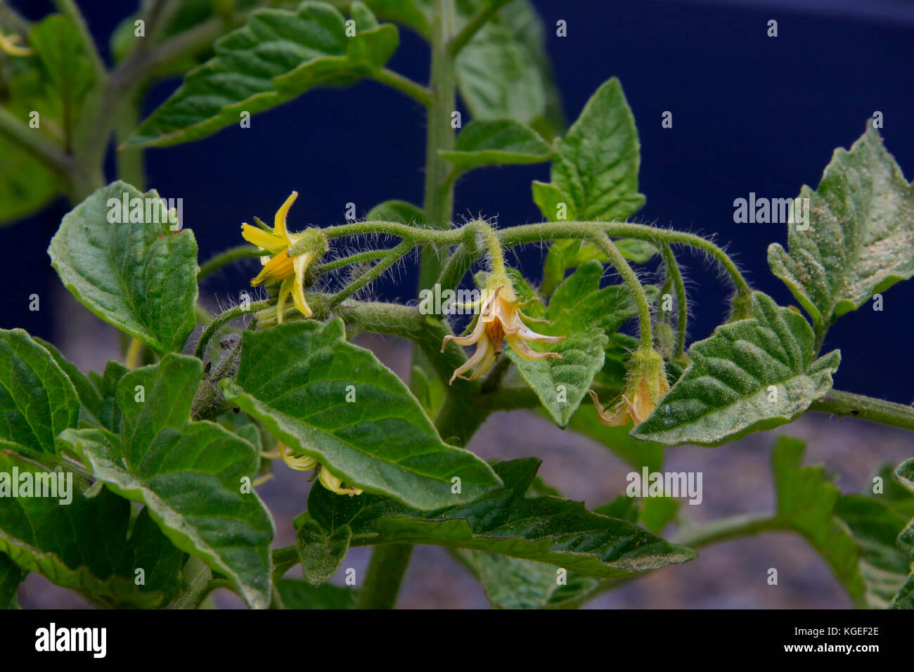 Tomato 'roma' vine hi-res stock photography and images - Alamy