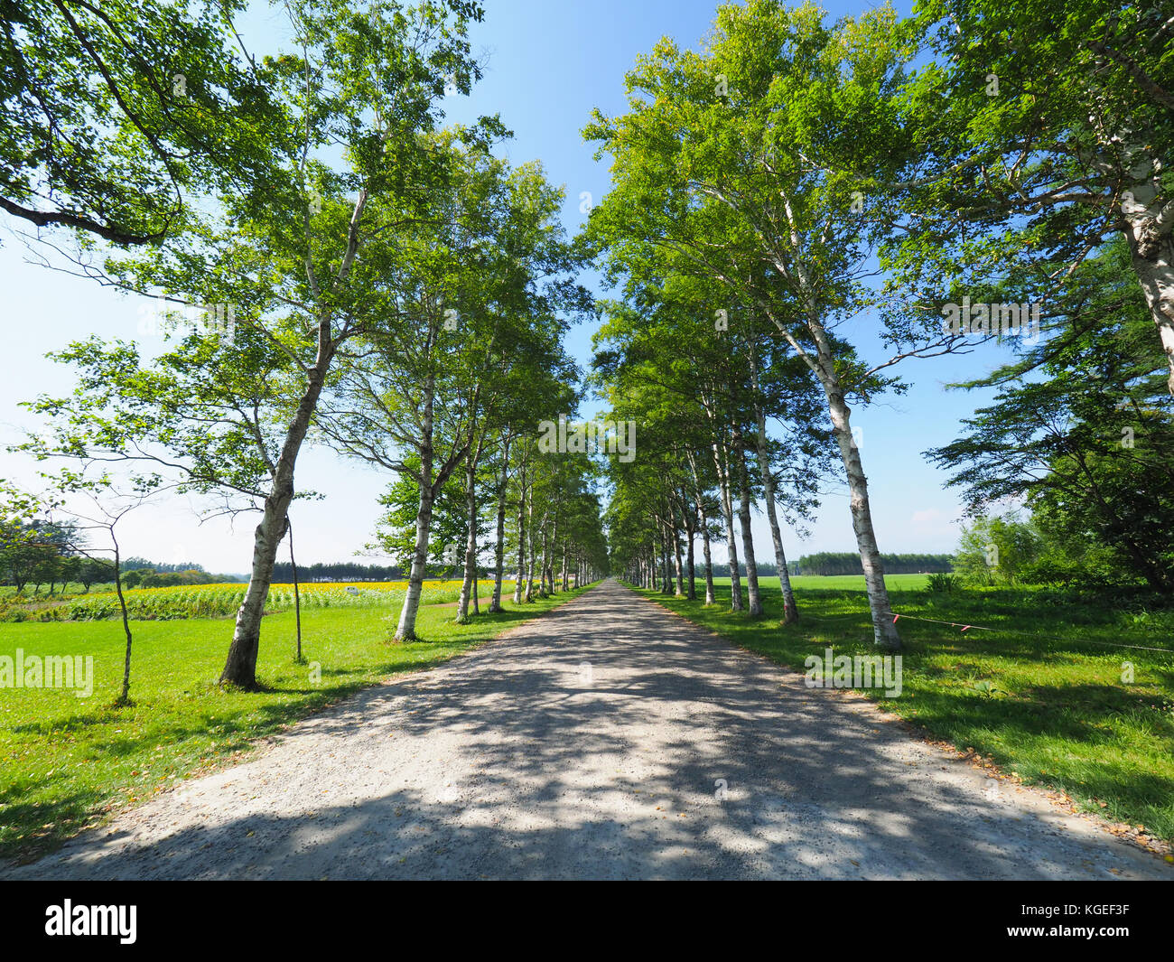 White Birch Treeline Stock Photo - Alamy
