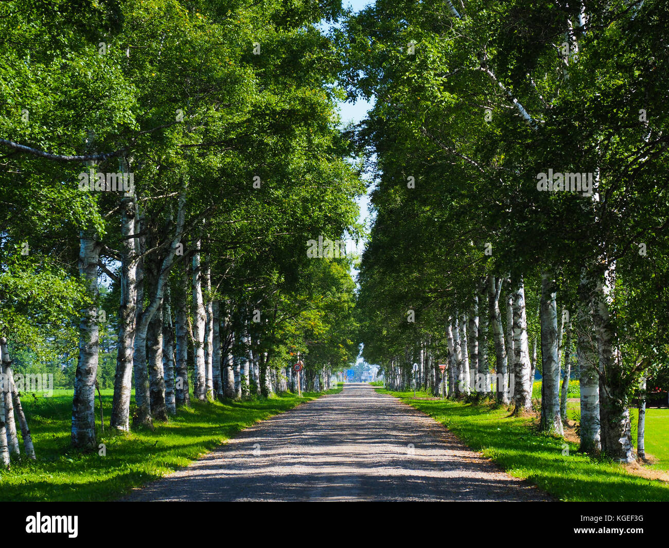 White Birch Treeline Stock Photo - Alamy