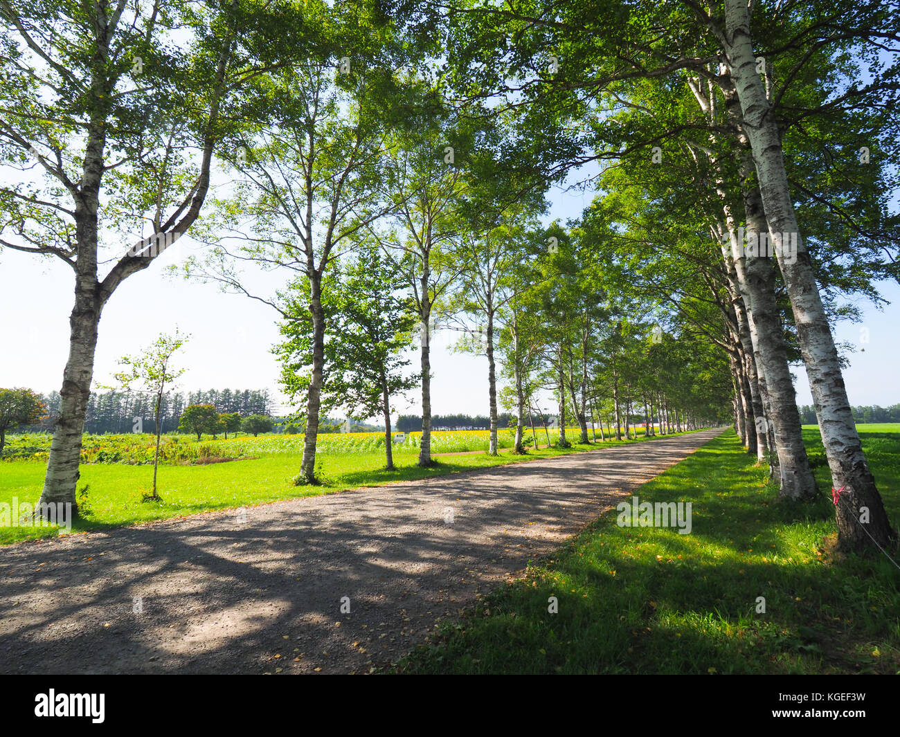 White Birch Treeline Stock Photo - Alamy