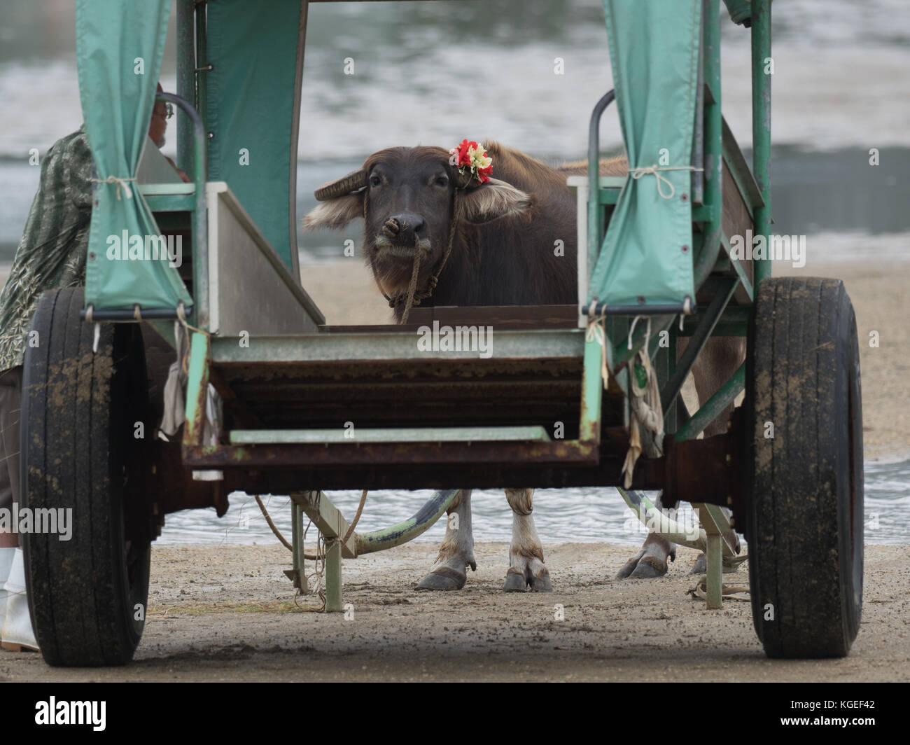Water buffalo, Yufu Island, Okinawa Prefecture, Japan Stock Photo - Alamy