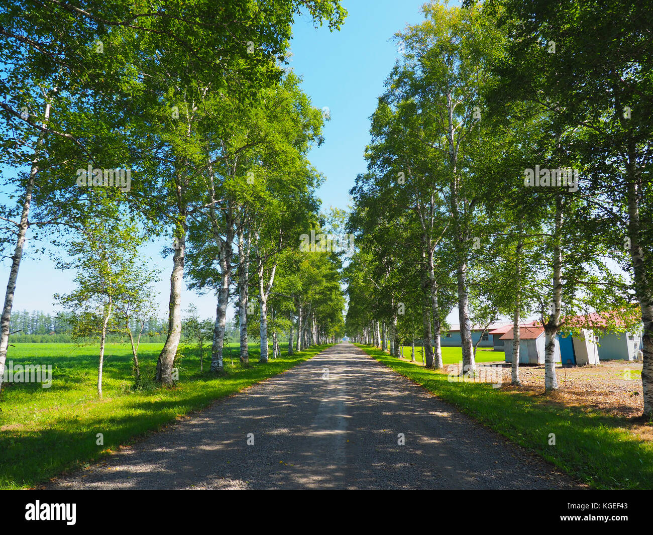 White Birch Treeline Stock Photo - Alamy