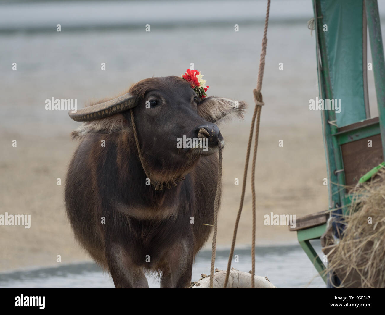 Water buffalo, Yufu Island, Okinawa Prefecture, Japan Stock Photo - Alamy