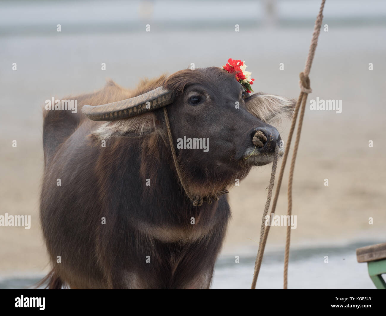 Water buffalo, Yufu Island, Okinawa Prefecture, Japan Stock Photo - Alamy