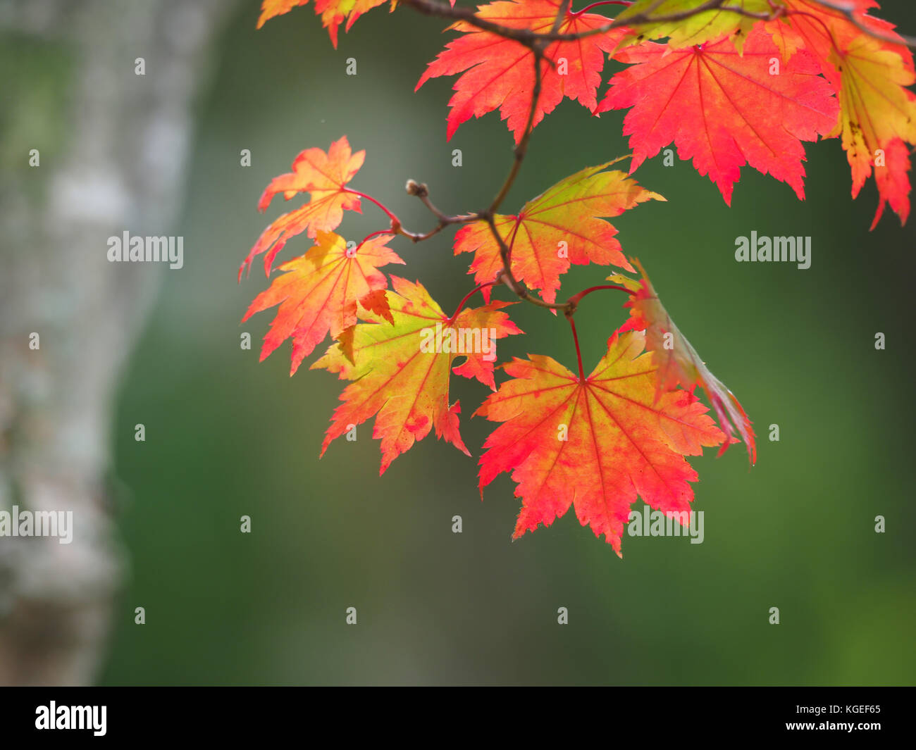 Japanese Fall Foliage Stock Photo - Alamy
