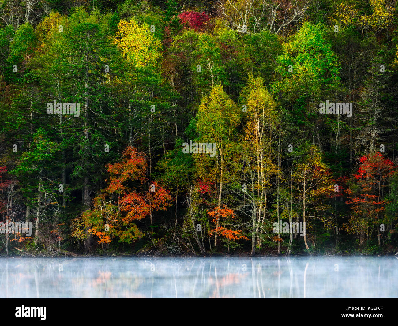 Japanese Fall Foliage Stock Photo - Alamy