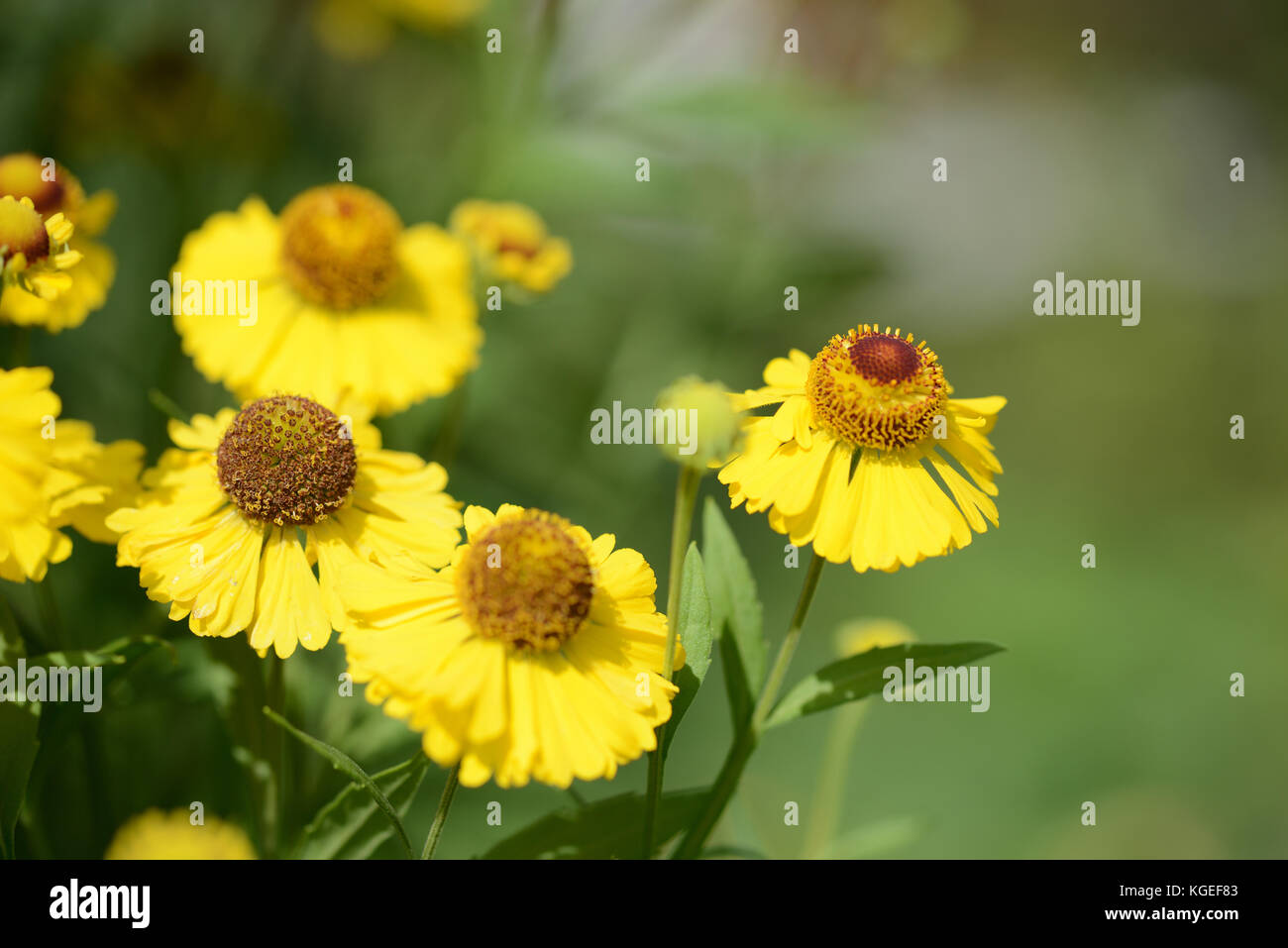 Bright yellow flowers in the garden close up Stock Photo - Alamy